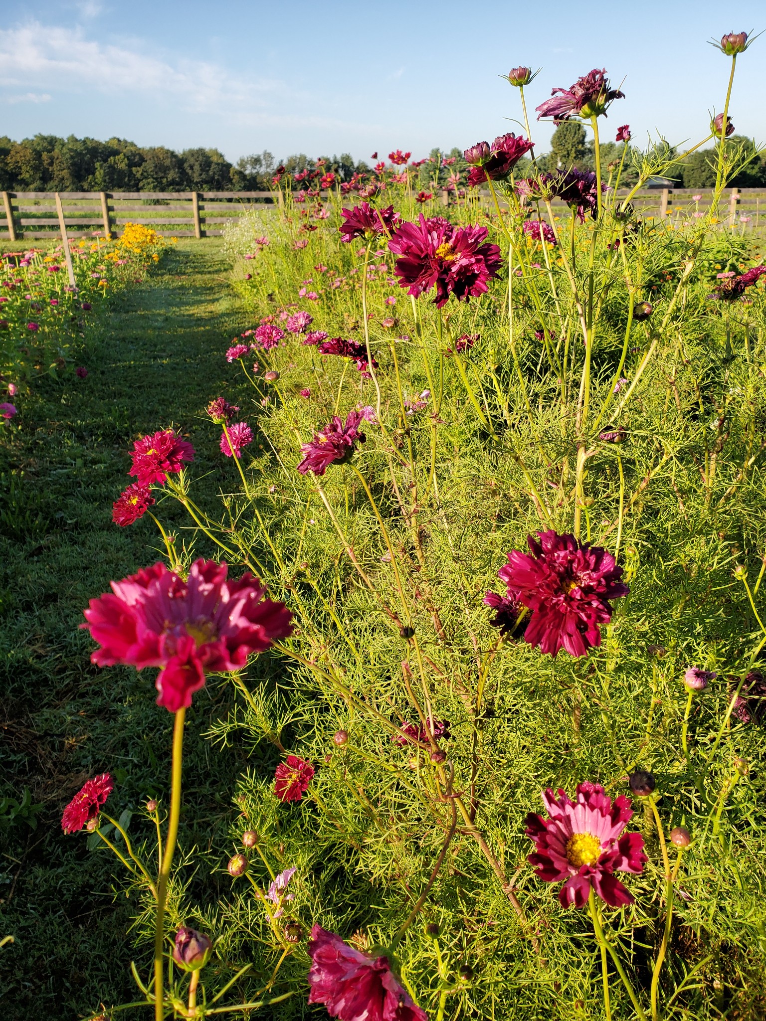 How We Became First-Generation Flower Farmers - frontporchlifemagazine.com