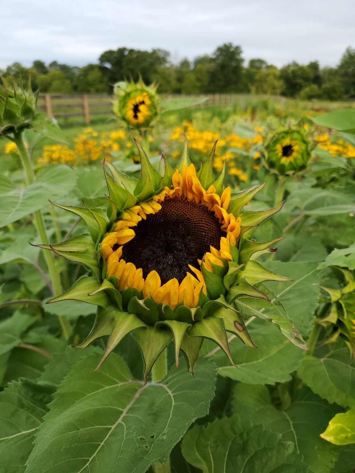 How We Became First-Generation Flower Farmers - frontporchlifemagazine.com