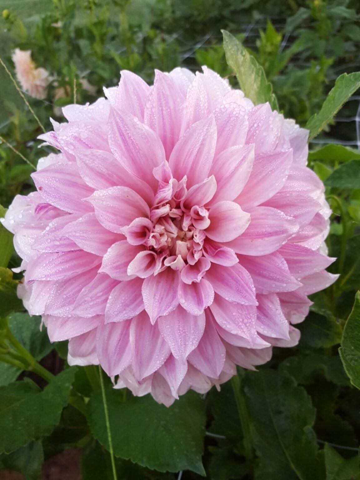How We Became First-Generation Flower Farmers - frontporchlifemagazine.com
