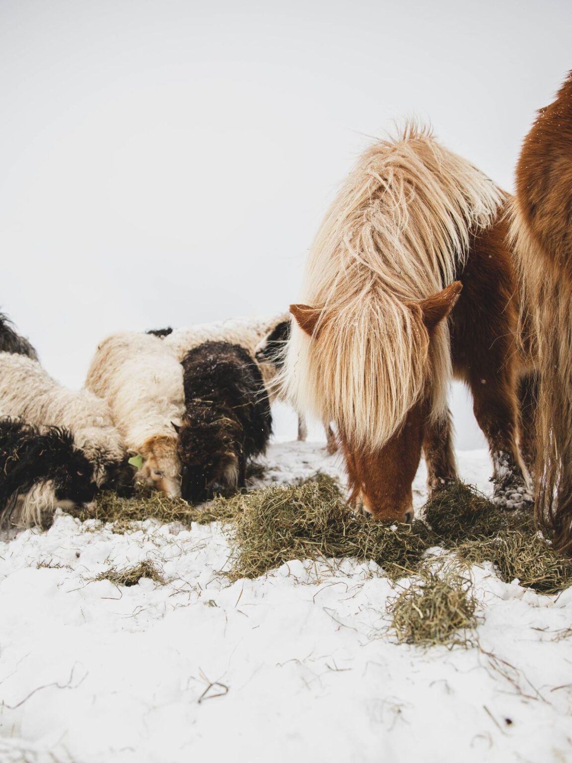 Raising Sheep & Preserving Tradition in the Faroe Islands: Harriet’s ...